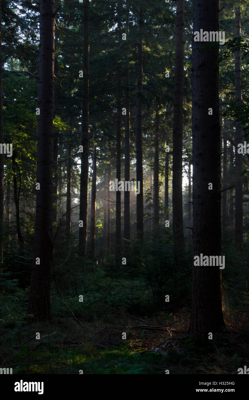 Dark pine tree forest landscape hi-res stock photography and images - Alamy