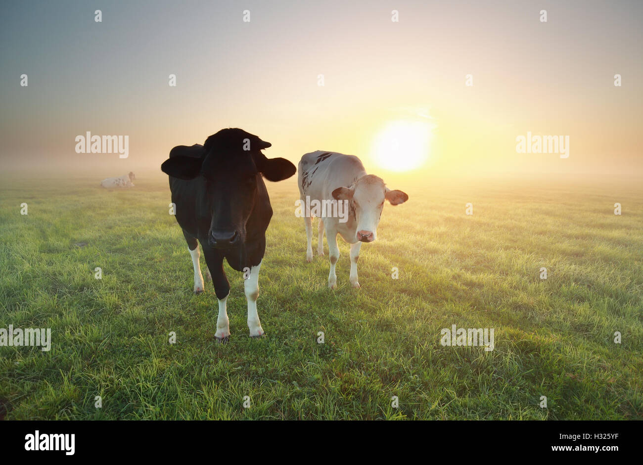 cows on pasture with sunrise sun in fog Stock Photo - Alamy
