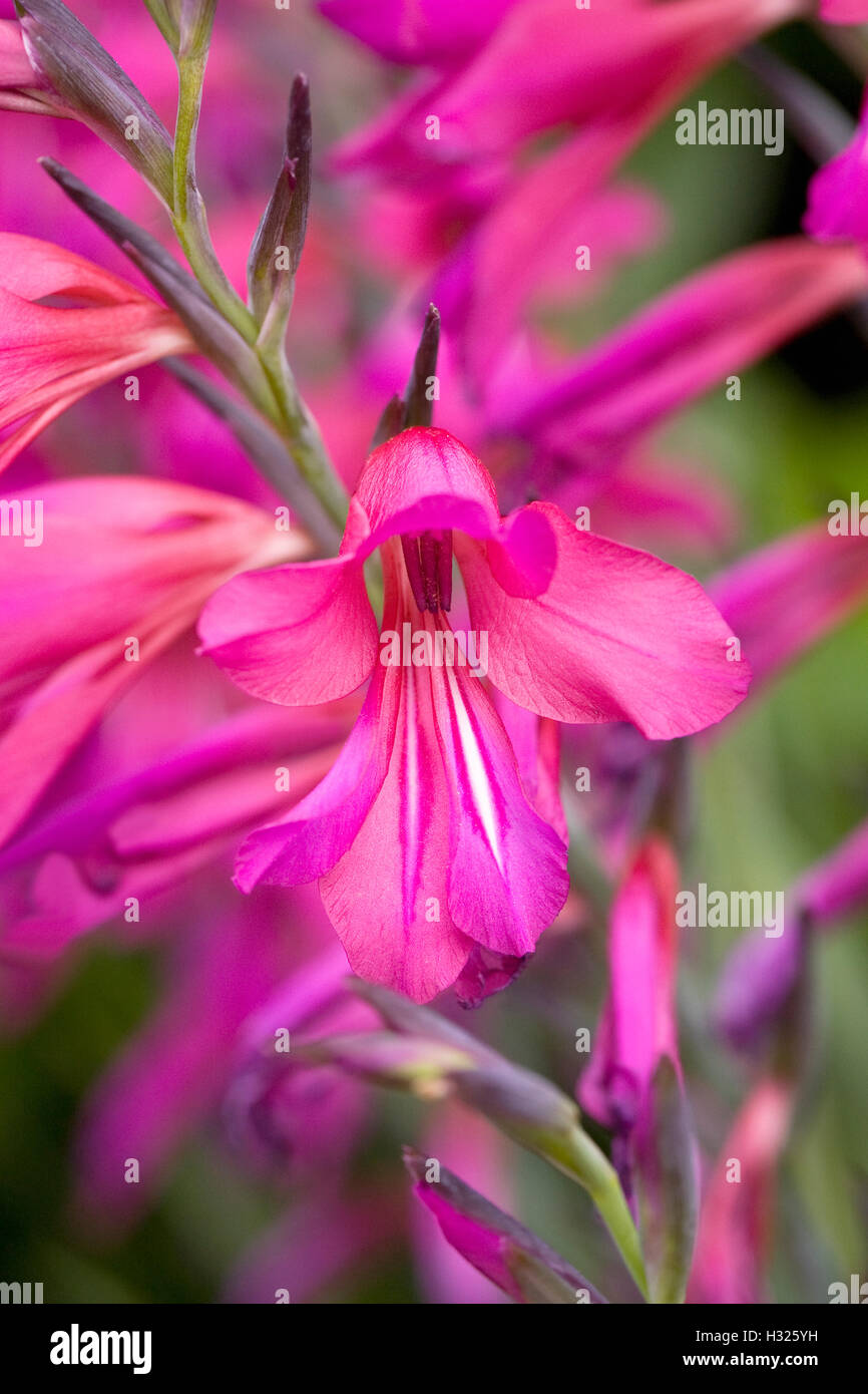 Gladiolus byzantinus flower Stock Photo - Alamy