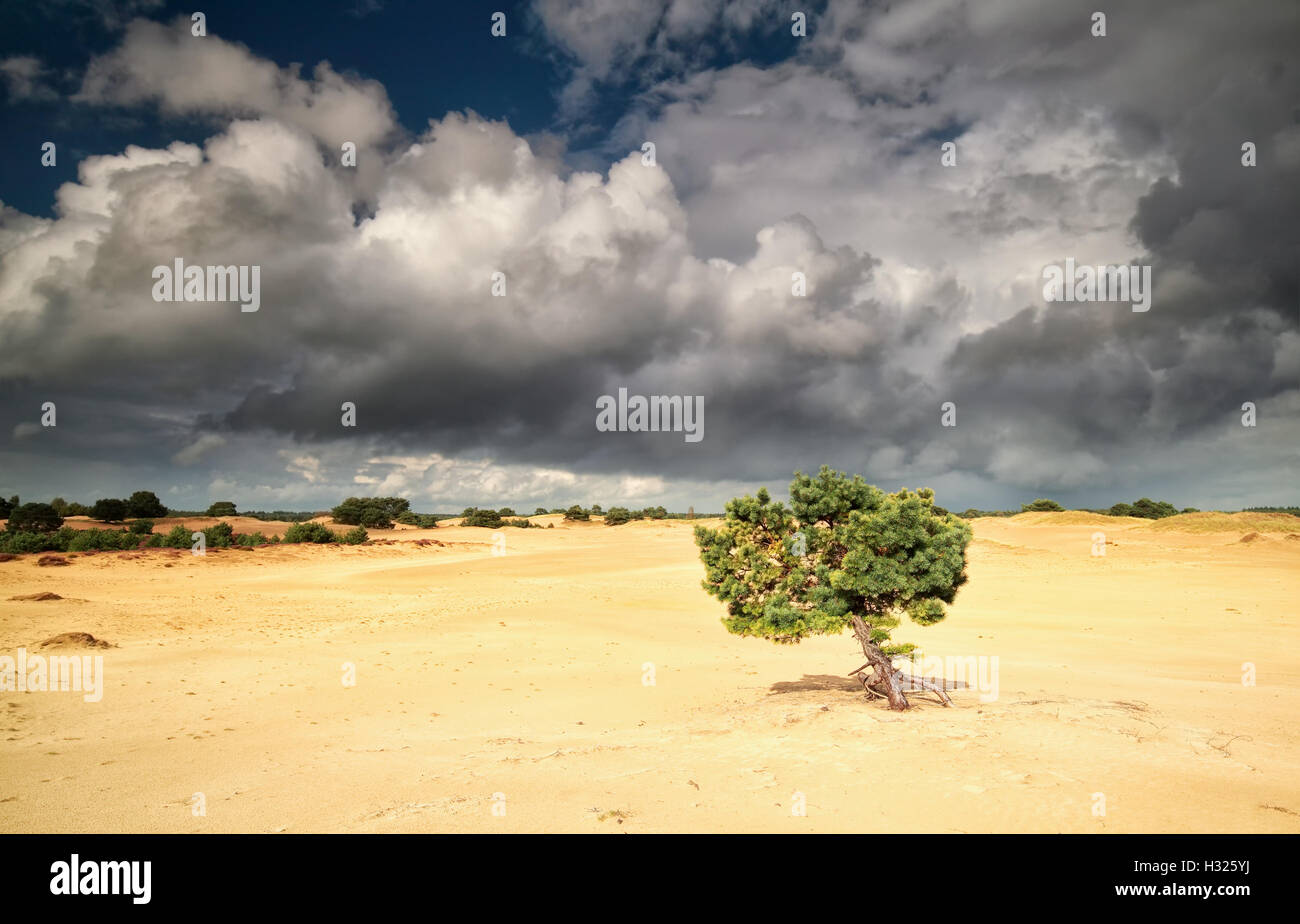 Tree on sand hi-res stock photography and images - Alamy