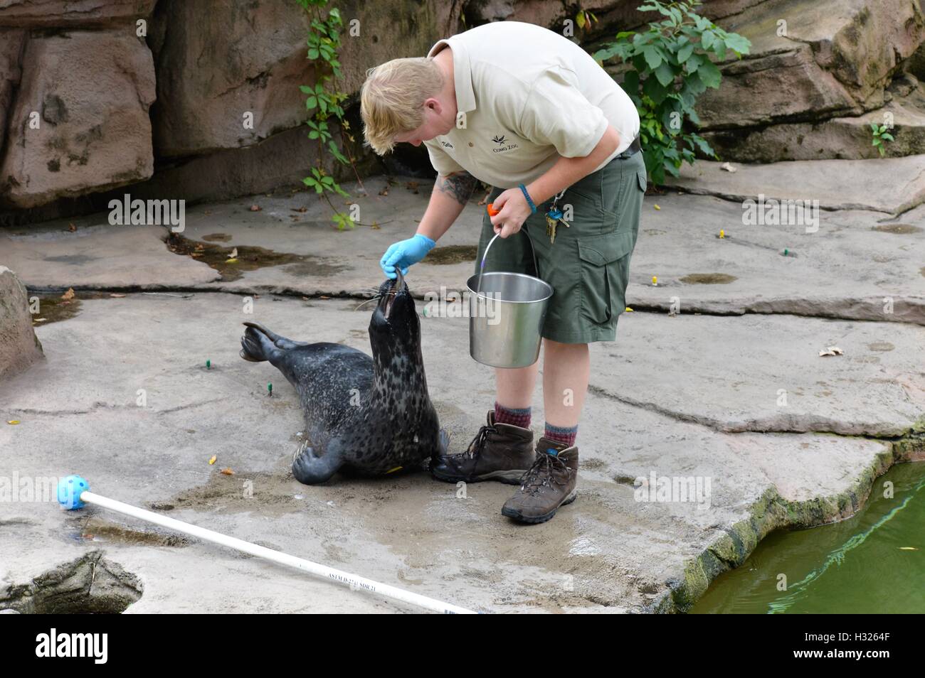 Trainer with a Sea Lion Stock Photo - Alamy