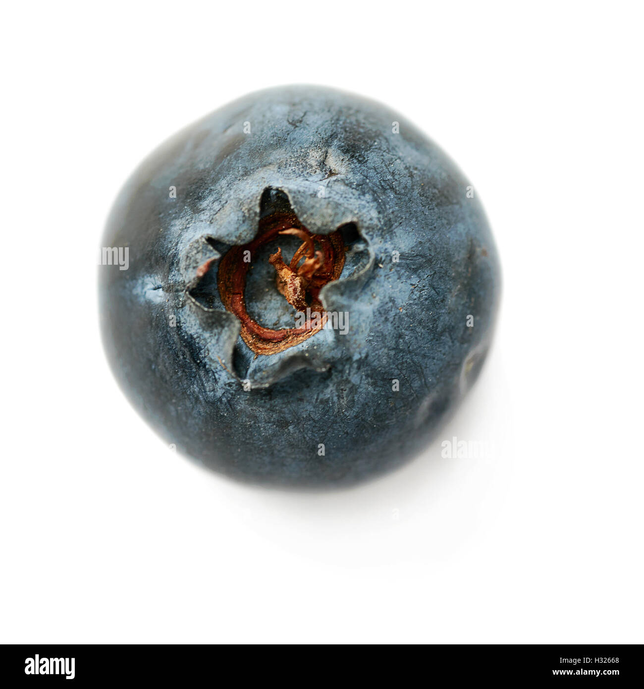 Single berry of Bilberry or blueberry over isolated white background ...