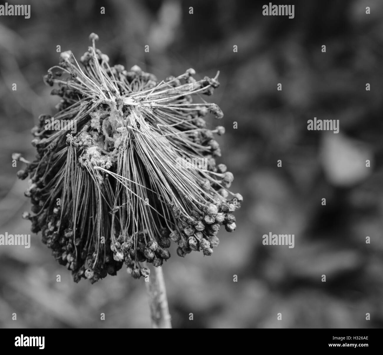 Onion head hi-res stock photography and images - Alamy