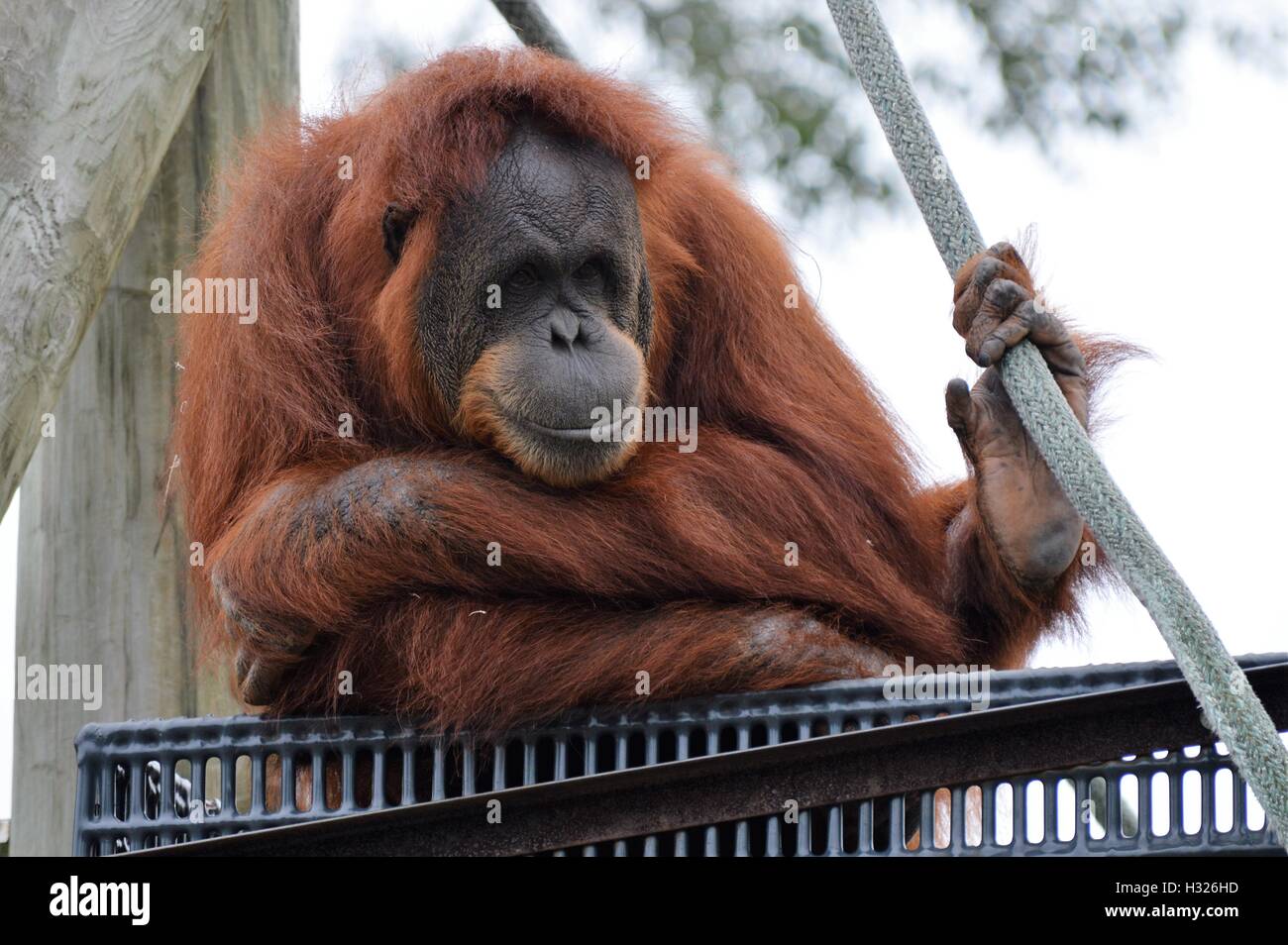 Orangutan on a Platform Stock Photo - Alamy