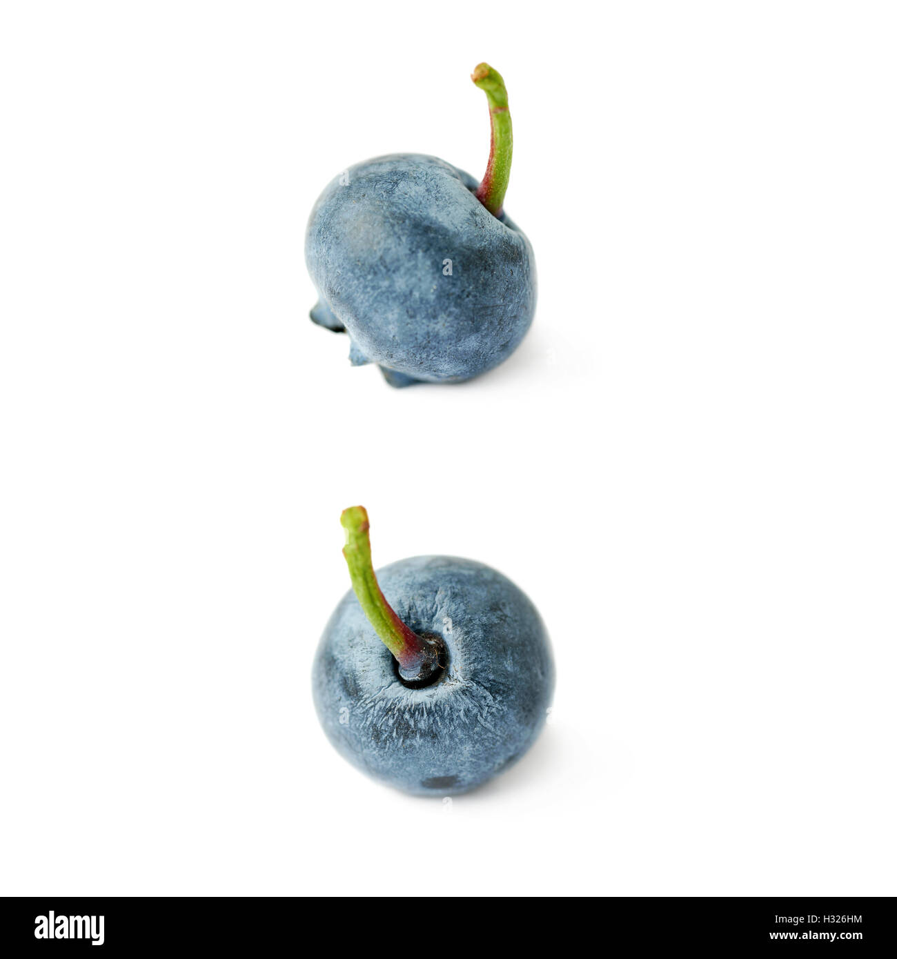 Set of Single berry of Bilberry or blueberry over isolated white ...
