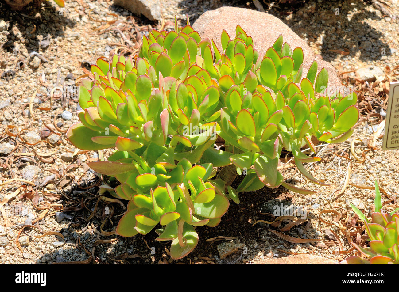 Indigenous plant hi-res stock photography and images - Alamy