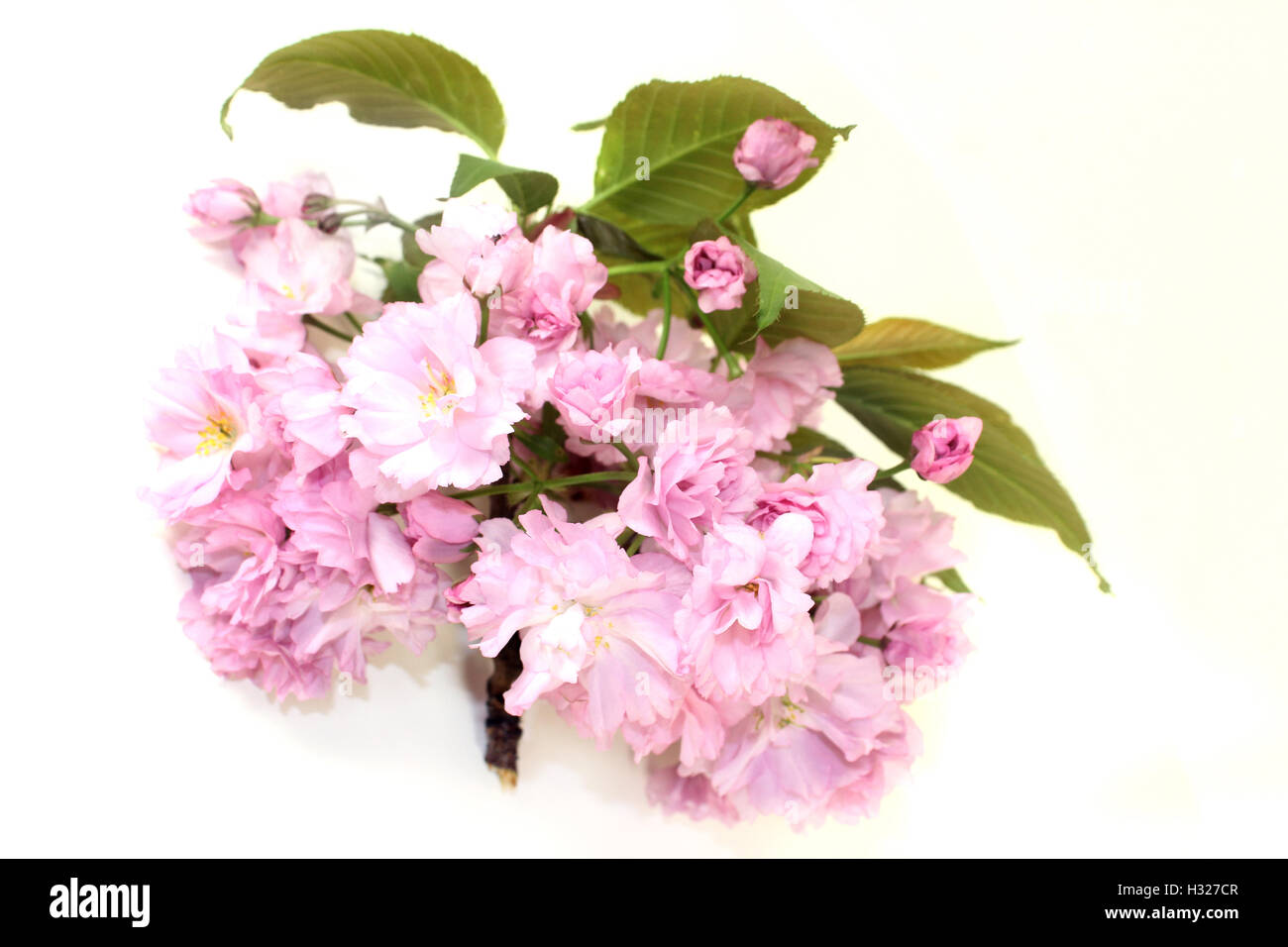 East Asian cherry Stock Photo - Alamy