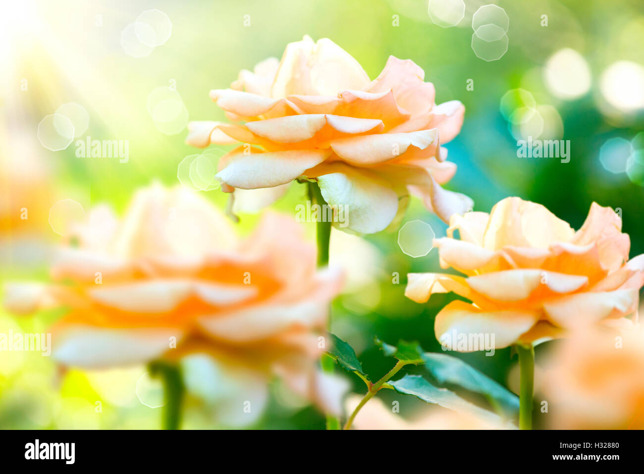 Rose Flower. Growing and Blooming Roses in the Garden Stock Photo - Alamy