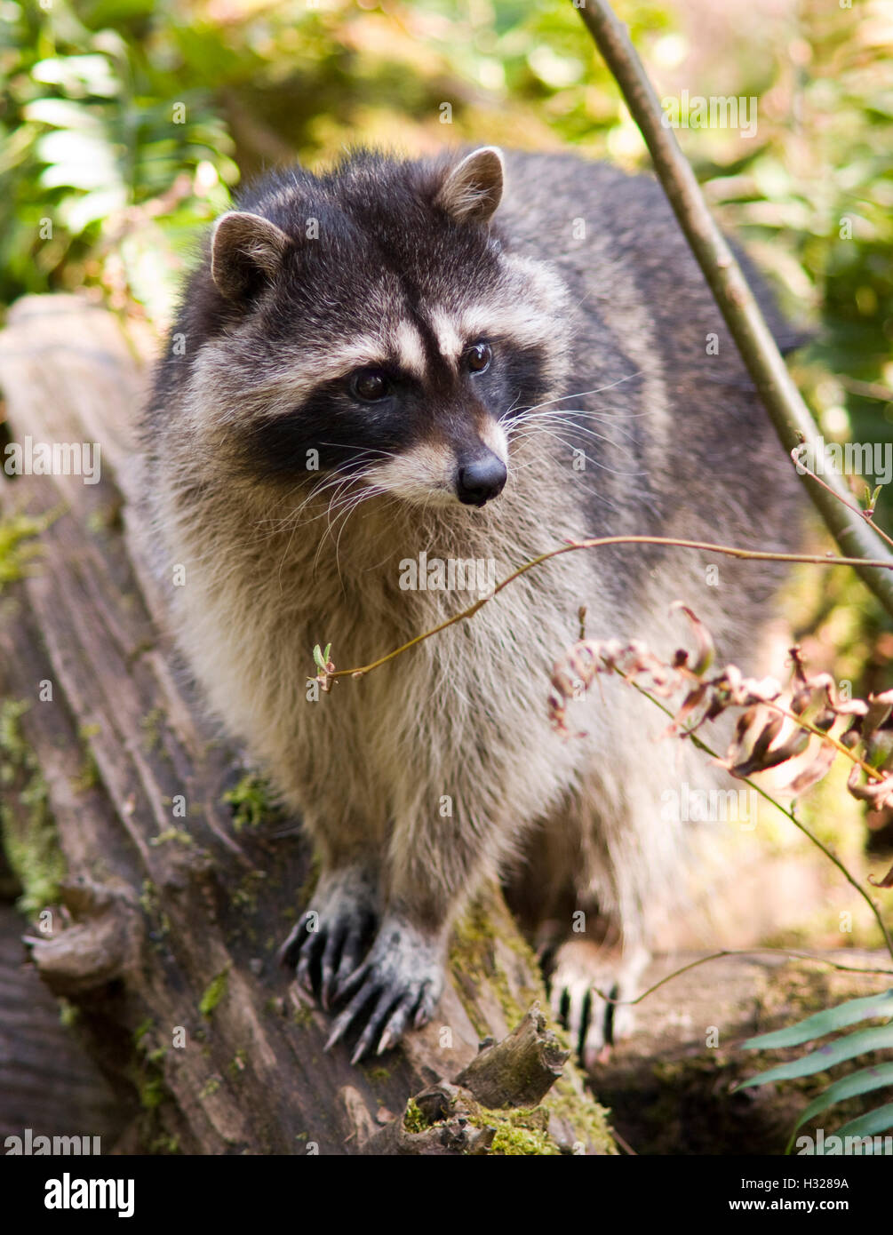 Raccoon on a Rock Stock Photo - Alamy