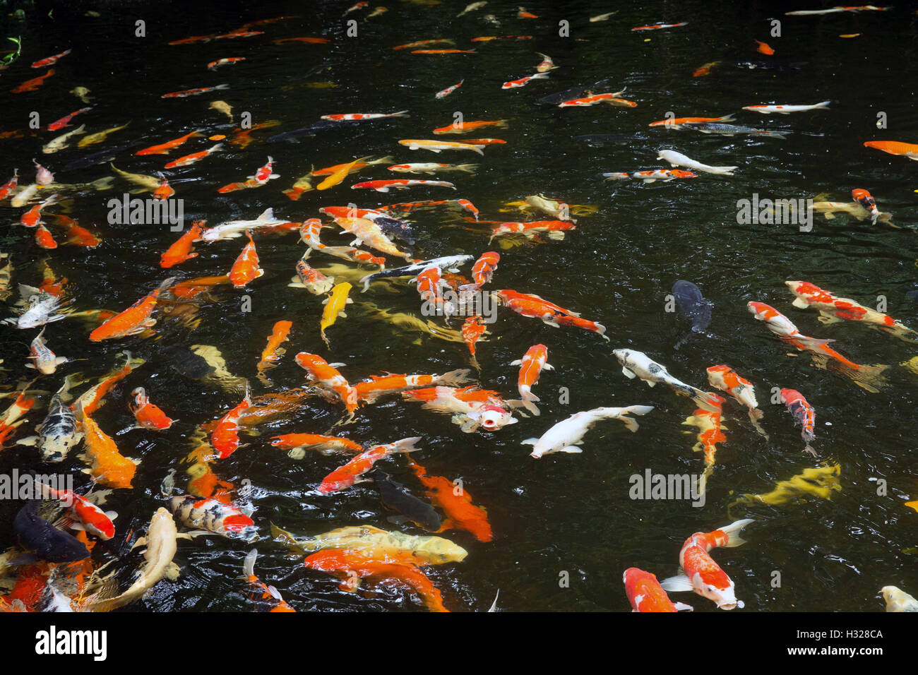 Carp Breeding High Resolution Stock Photography and Images - Alamy