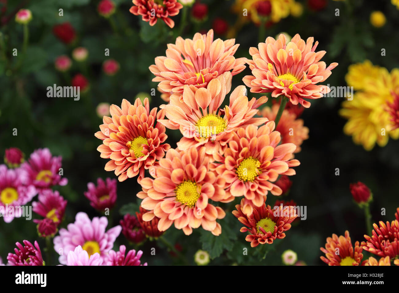 Spray mums hi-res stock photography and images - Alamy