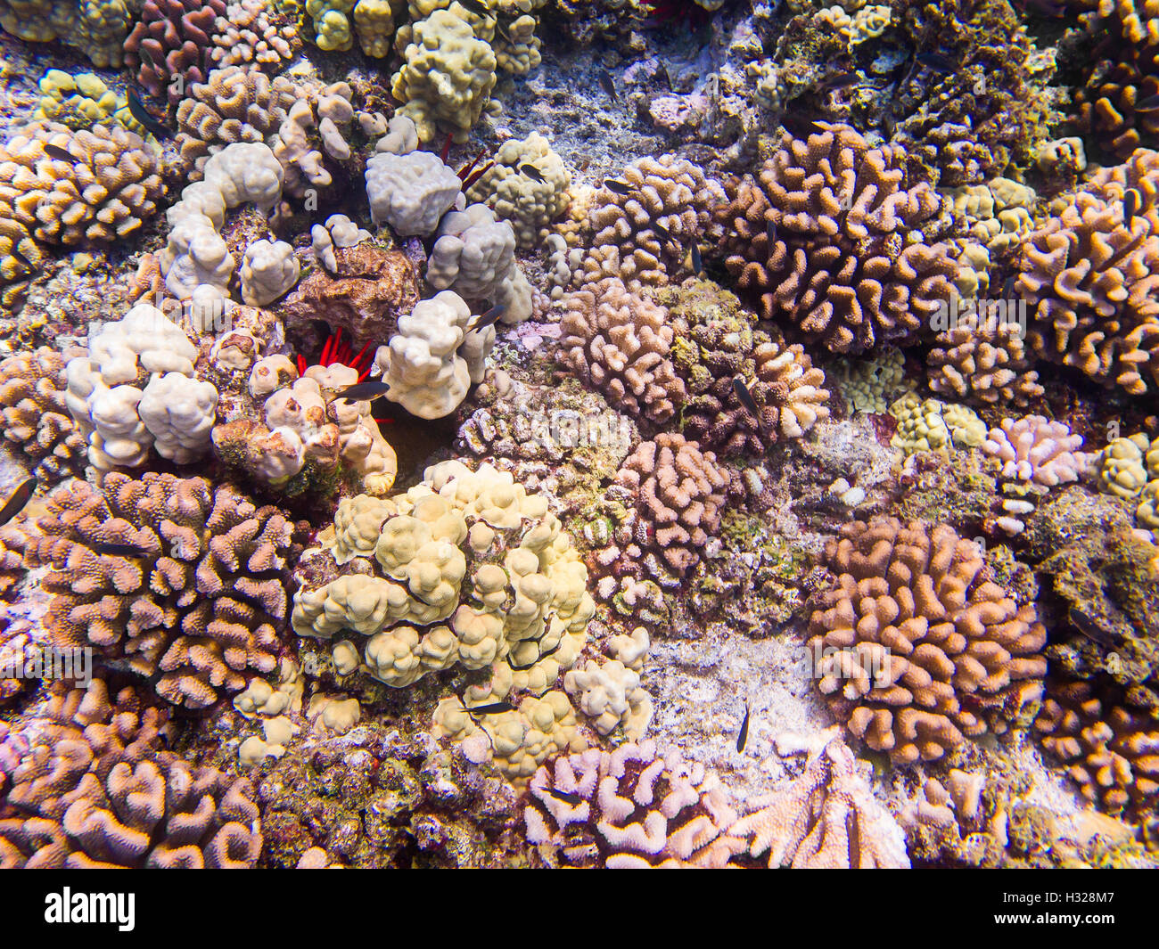 Reef fauna hi-res stock photography and images - Alamy
