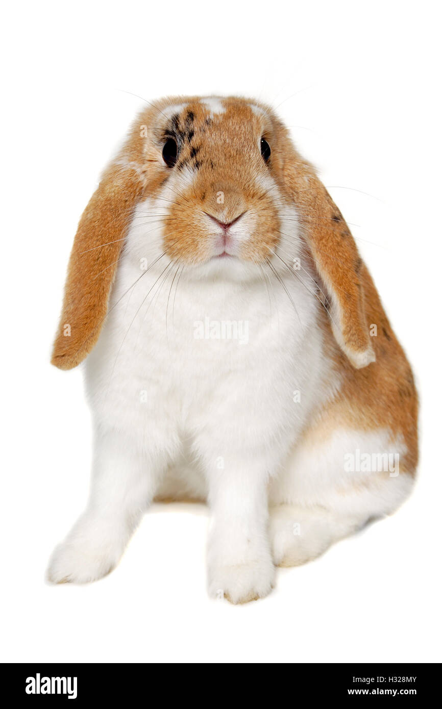 Rabbit isolated on white background Stock Photo - Alamy