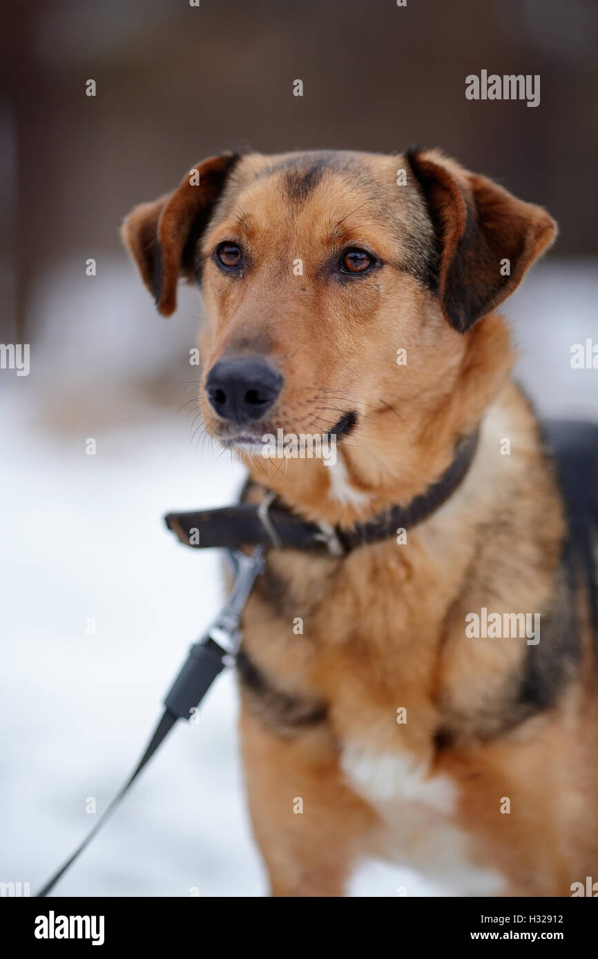 Portrait of a mongrel Stock Photo - Alamy