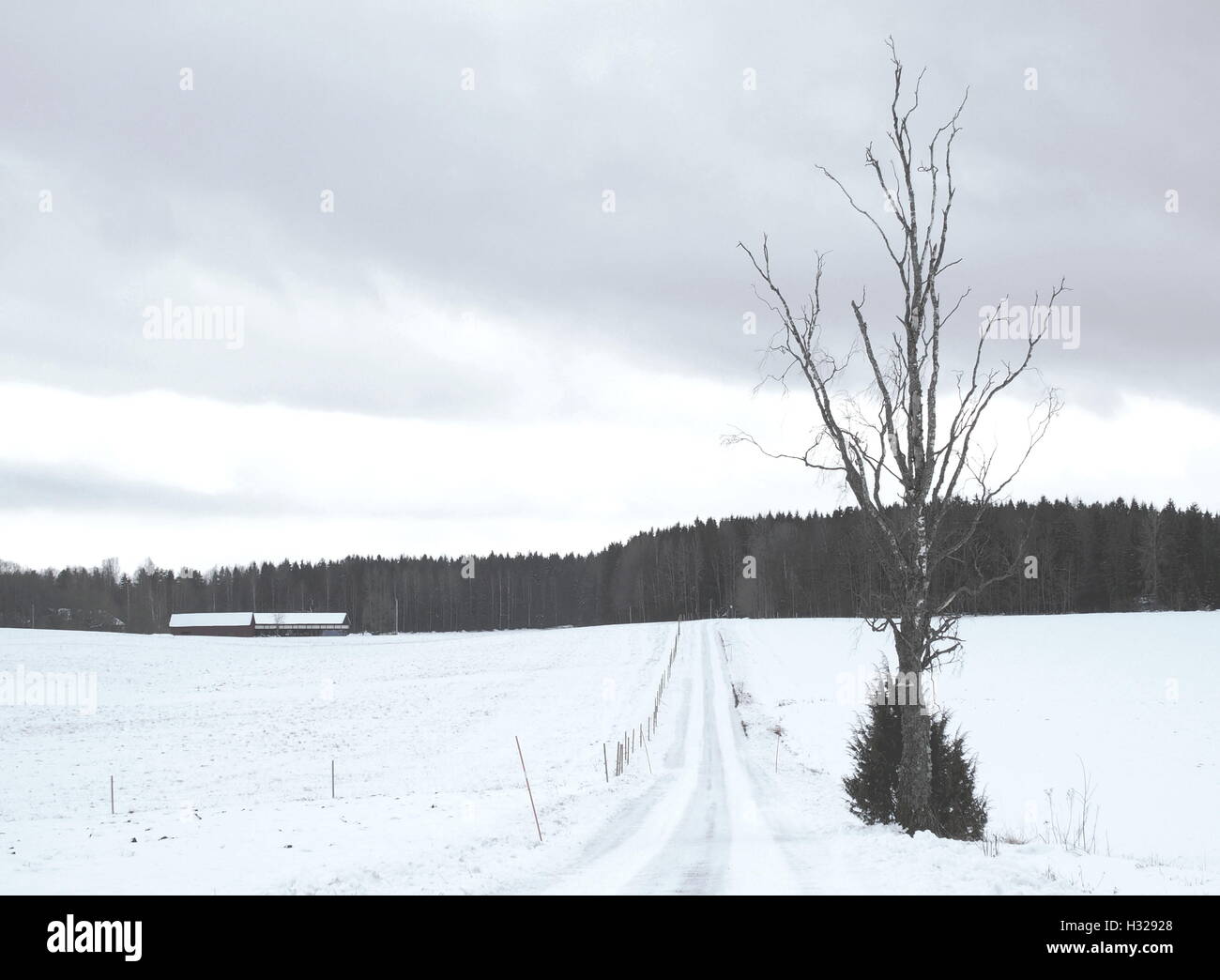 A small road in winter at the swedish countryside Stock Photo - Alamy
