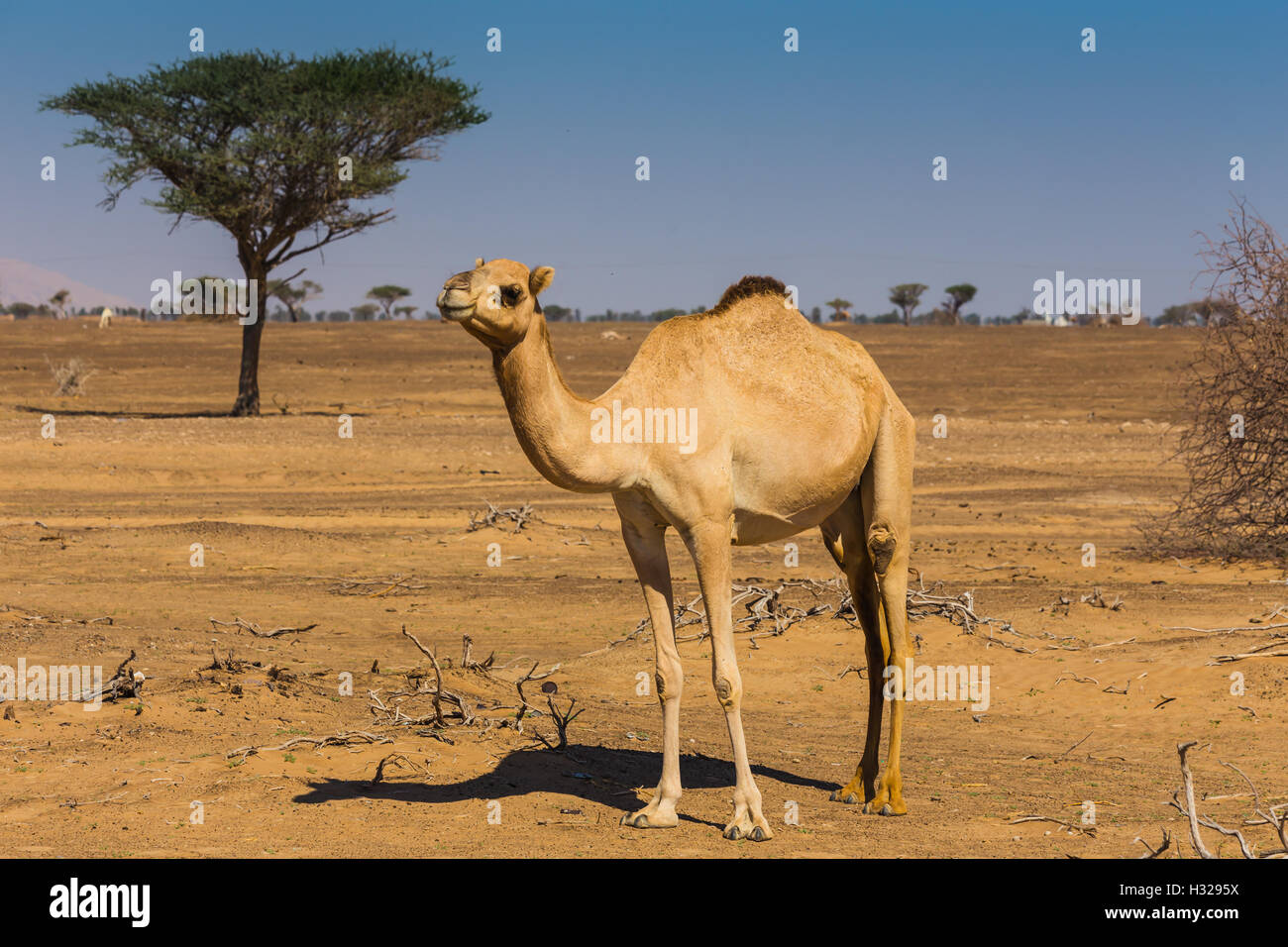 Desert landscape with camel Stock Photo - Alamy