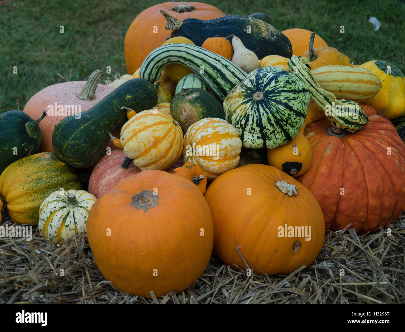pumpkins in a german garden Stock Photo - Alamy