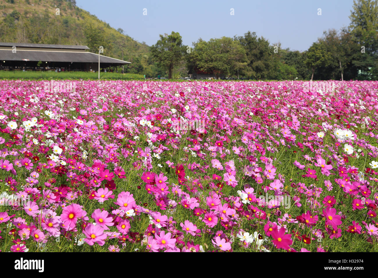 beautiful cosmos flower Stock Photo - Alamy
