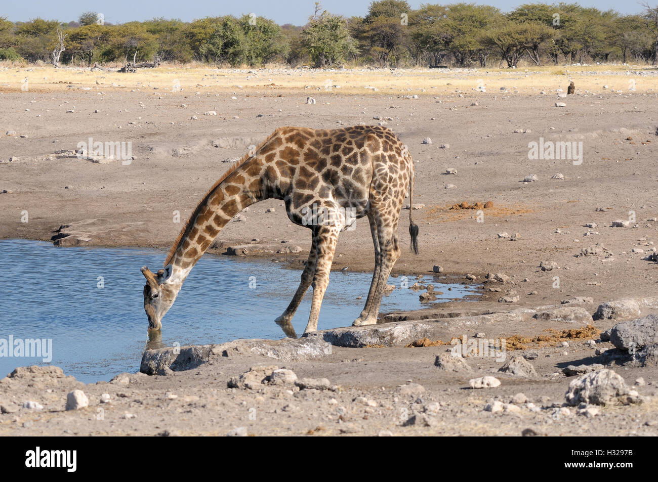 Giraffe drinking water Stock Photo - Alamy