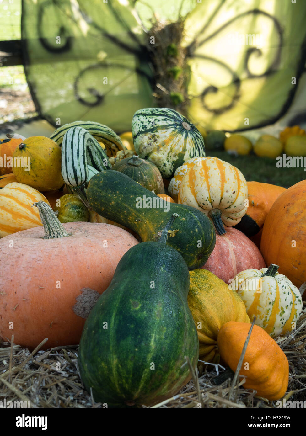pumpkins in a german garden Stock Photo - Alamy