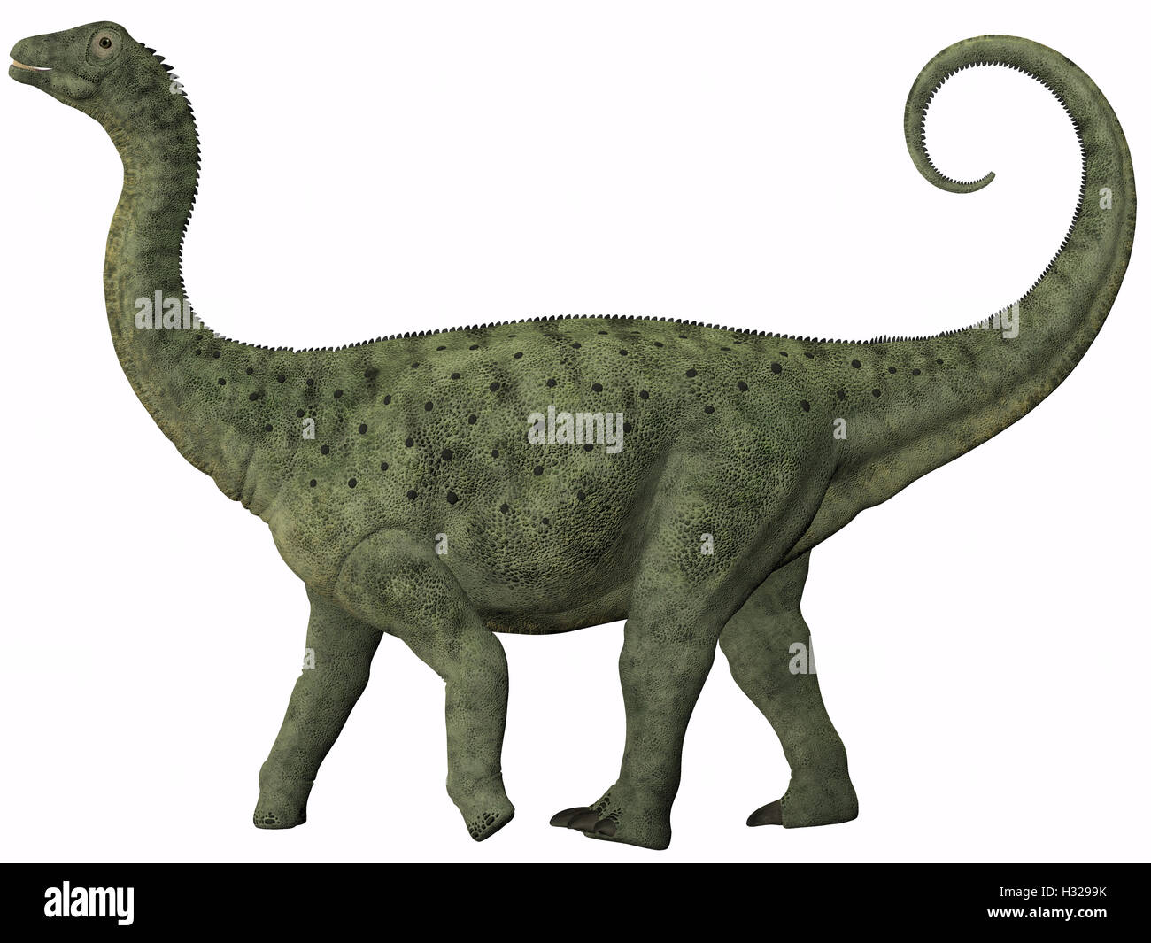 Saltasaurus loricatus hi-res stock photography and images - Alamy