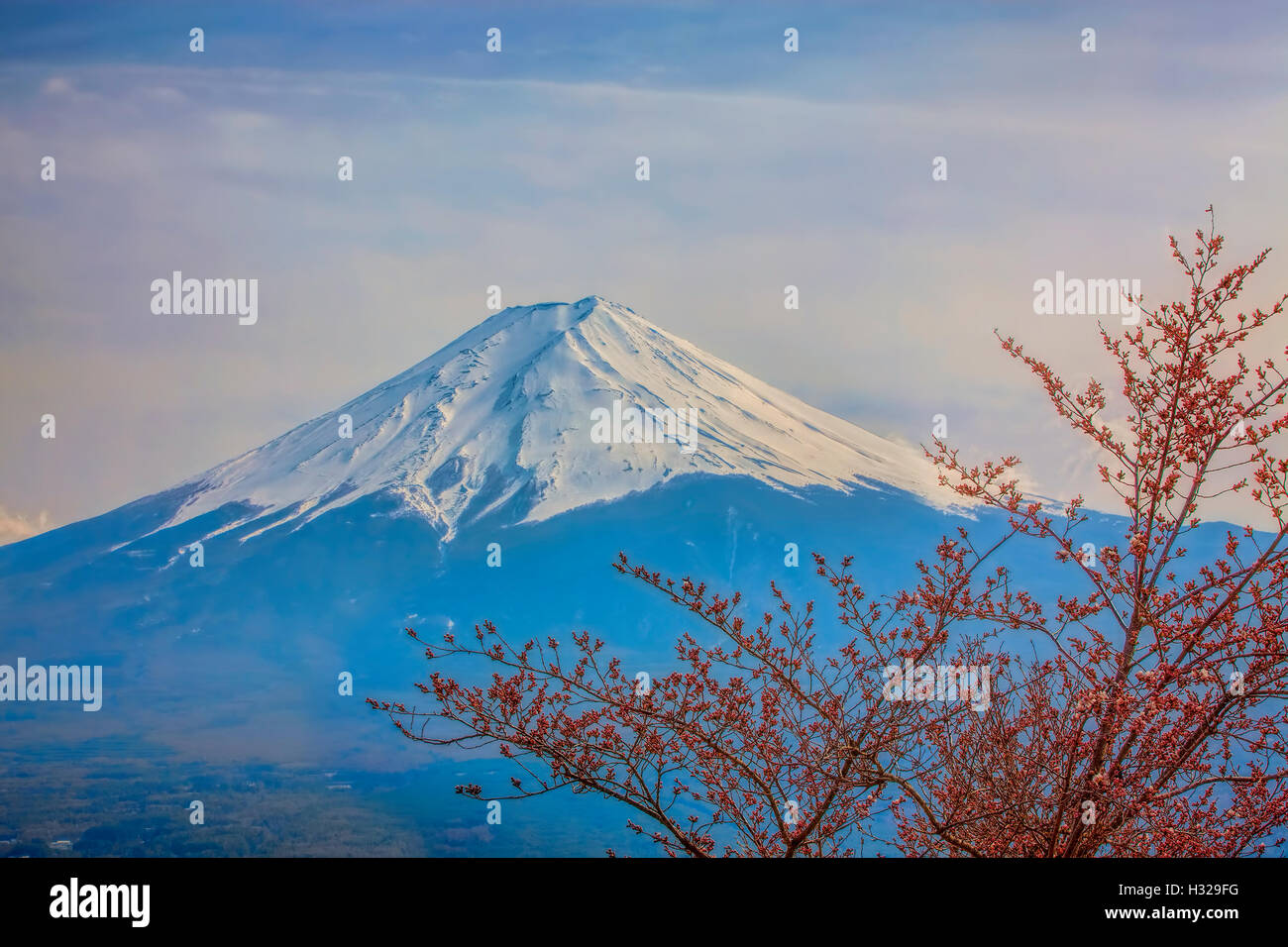 Mount fuji cherry tree hi-res stock photography and images - Alamy