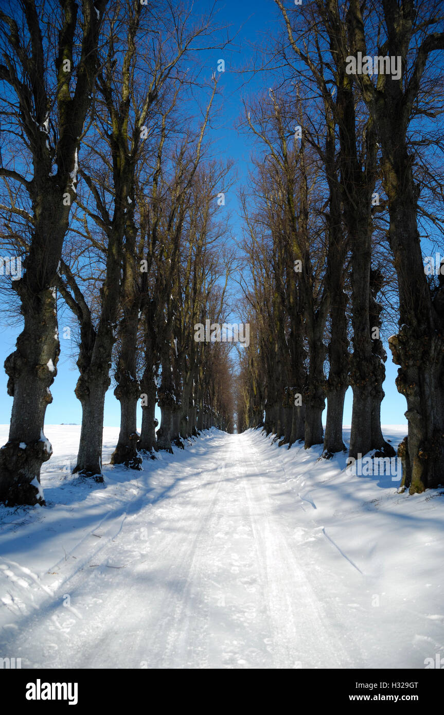 Tree line pathway hi-res stock photography and images - Alamy