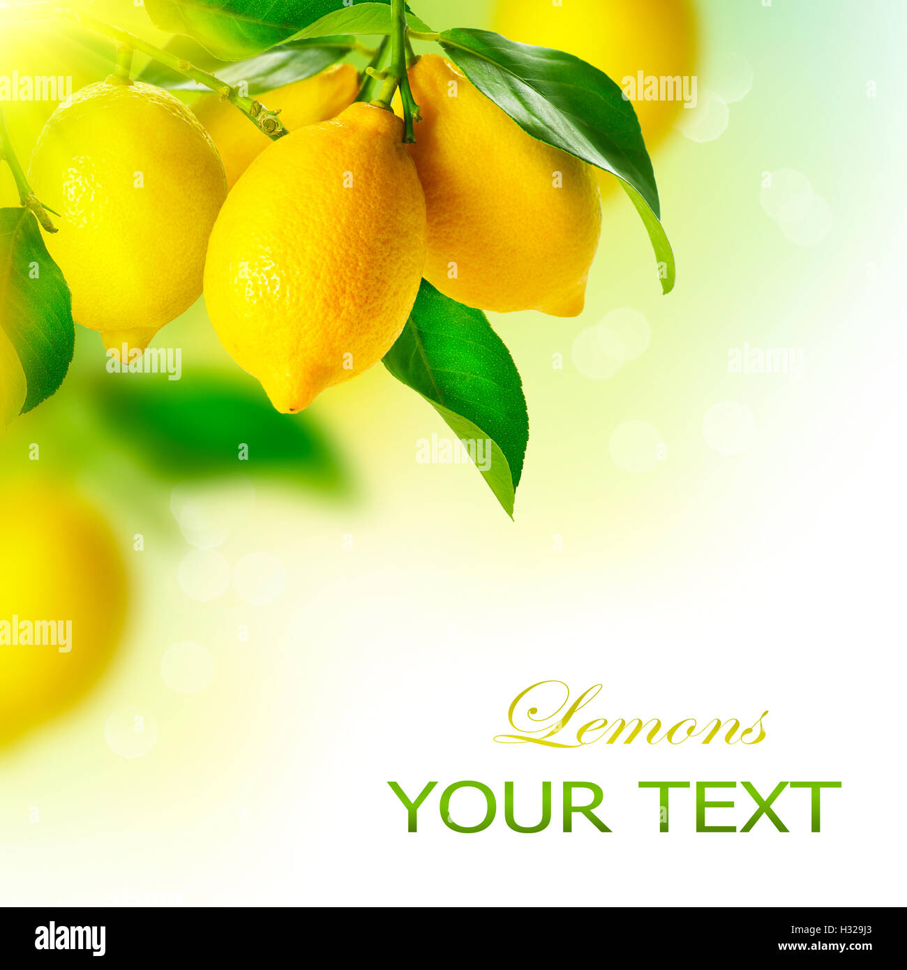 Lemon. Ripe Lemons Hanging on a Lemon tree. Growing Lemon Stock Photo ...