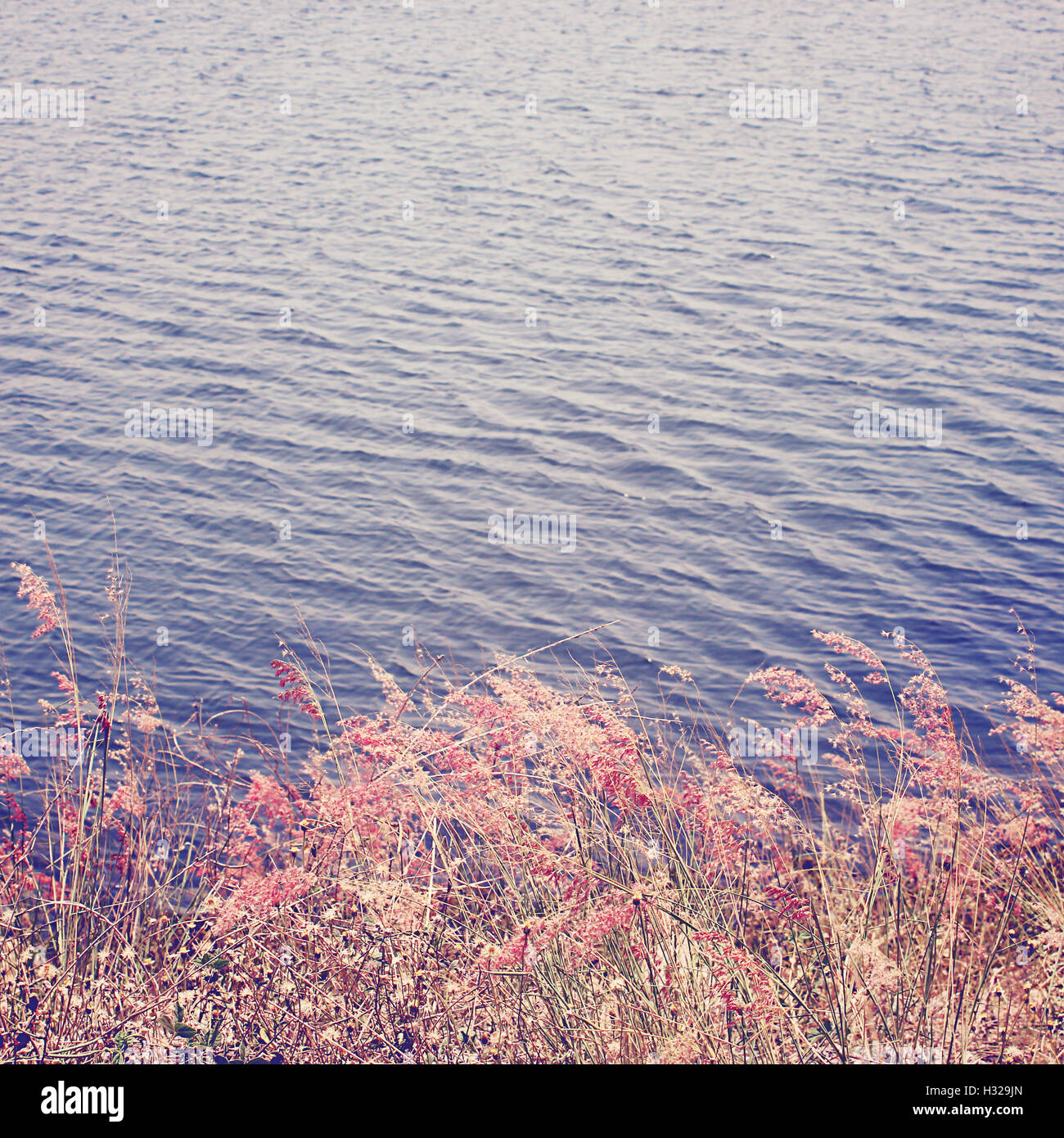 Colorful grass field on lake with retro filter effect Stock Photo - Alamy