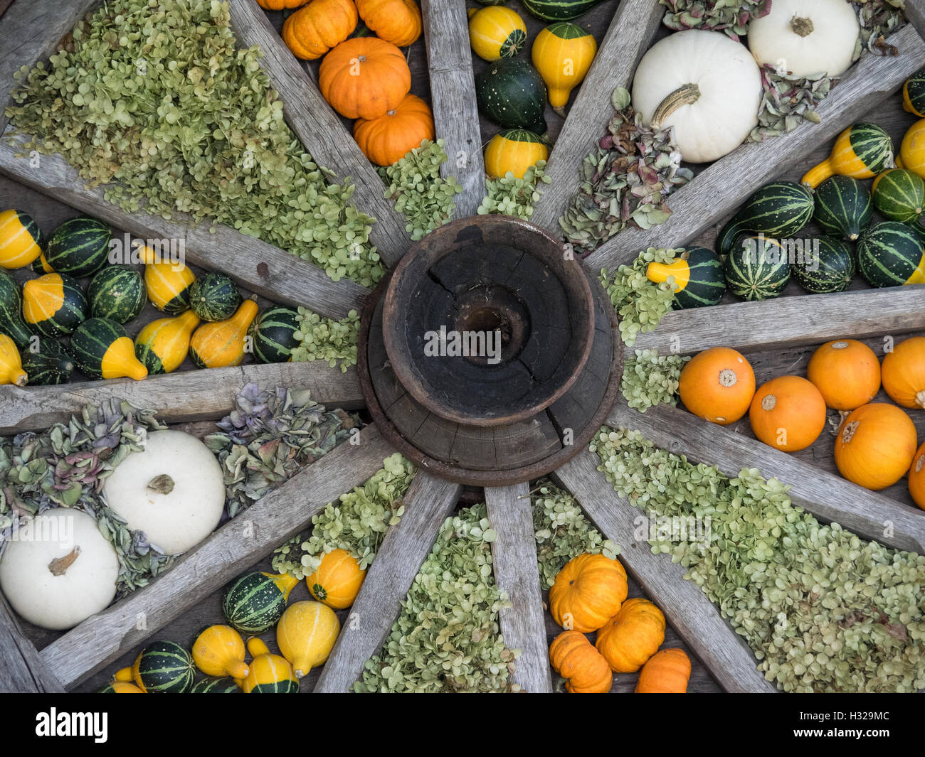 pumpkins in a german garden Stock Photo - Alamy
