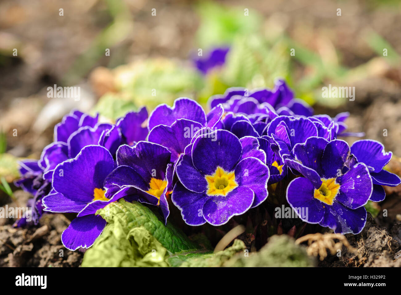 blue primula flowers macro closeup Stock Photo - Alamy