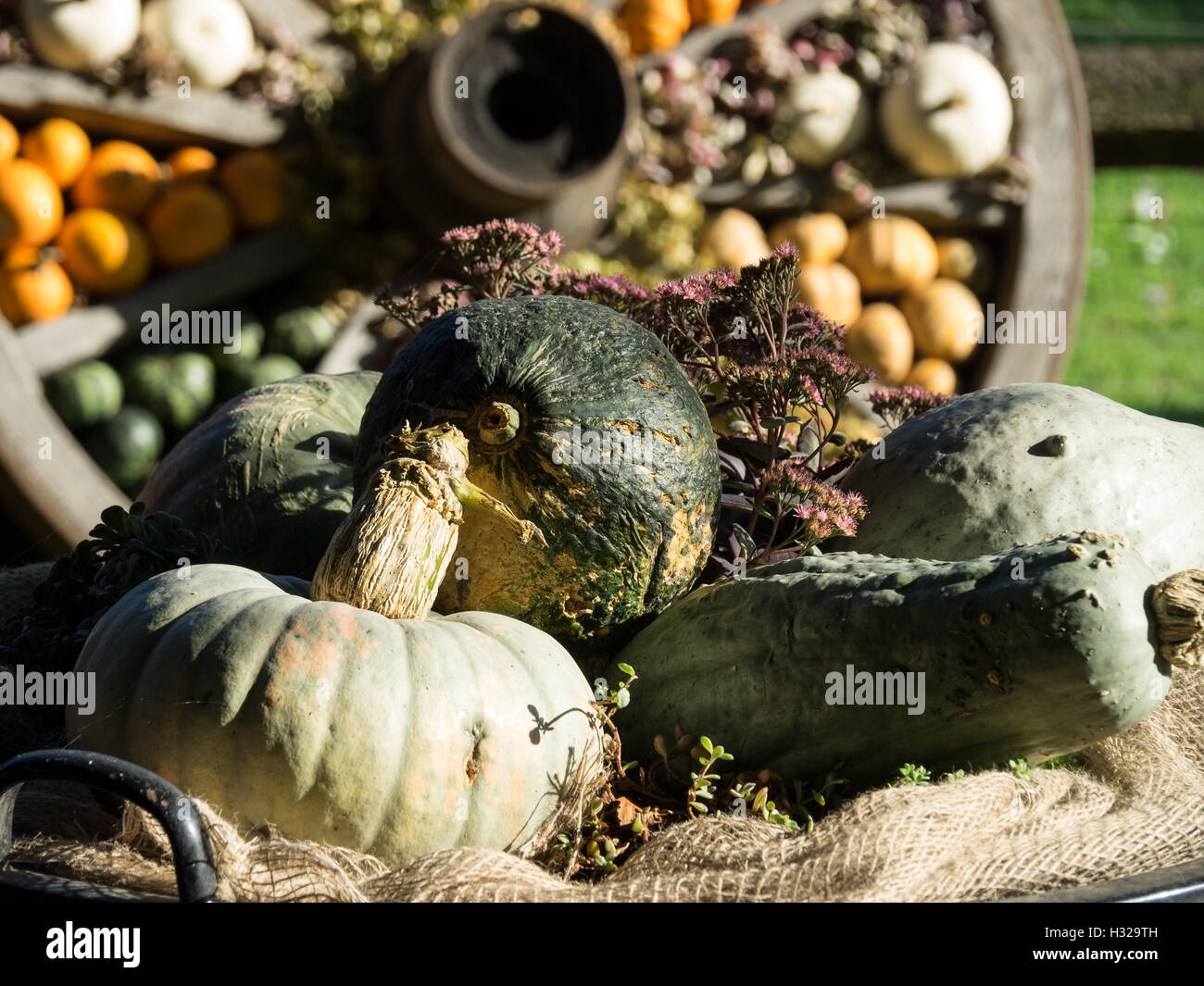pumpkins in a german garden Stock Photo - Alamy
