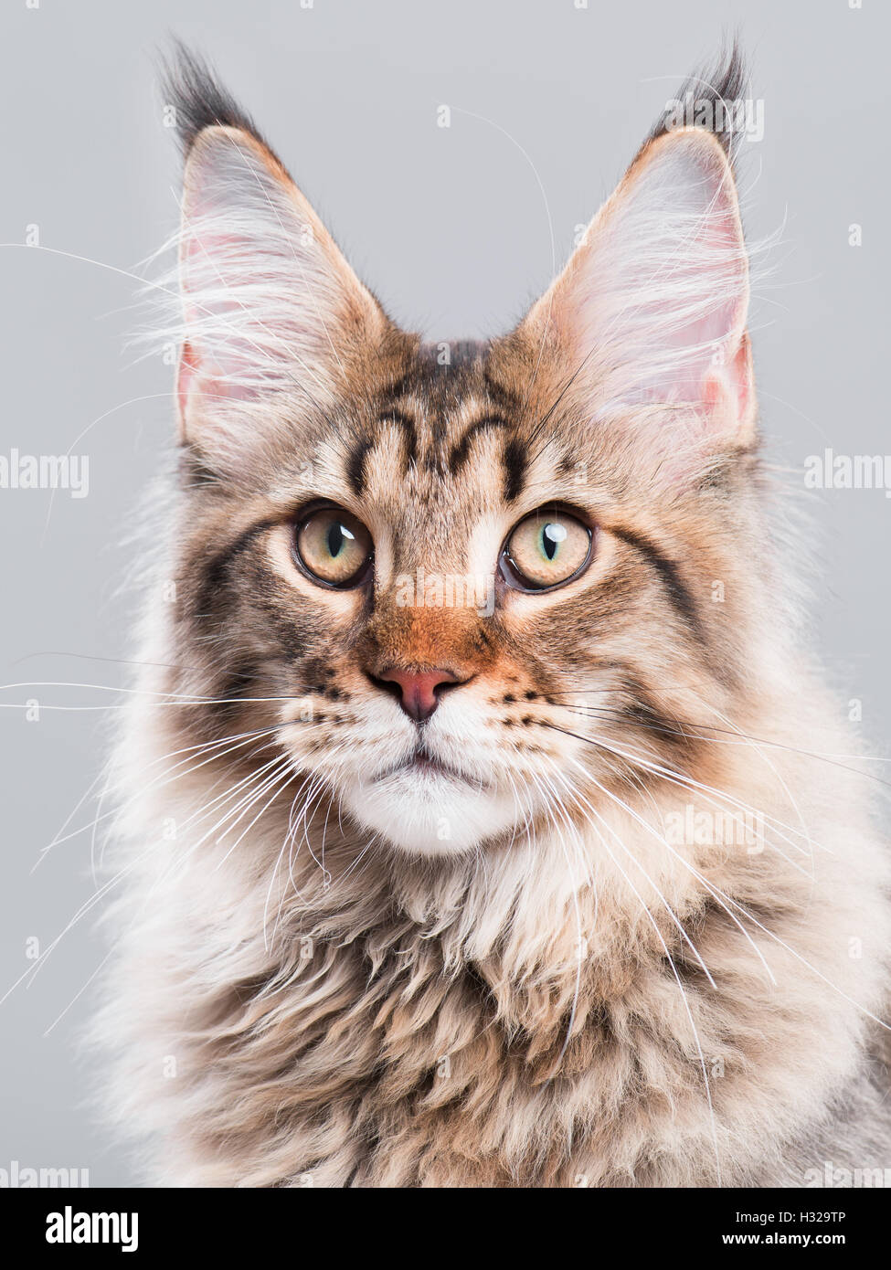 Portrait of Maine Coon cat Stock Photo - Alamy