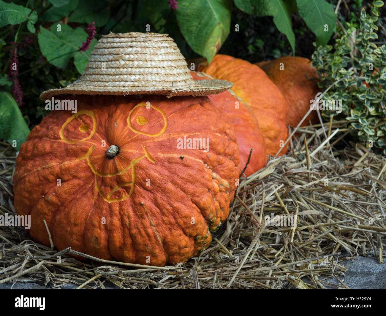 pumpkins in a german garden Stock Photo - Alamy