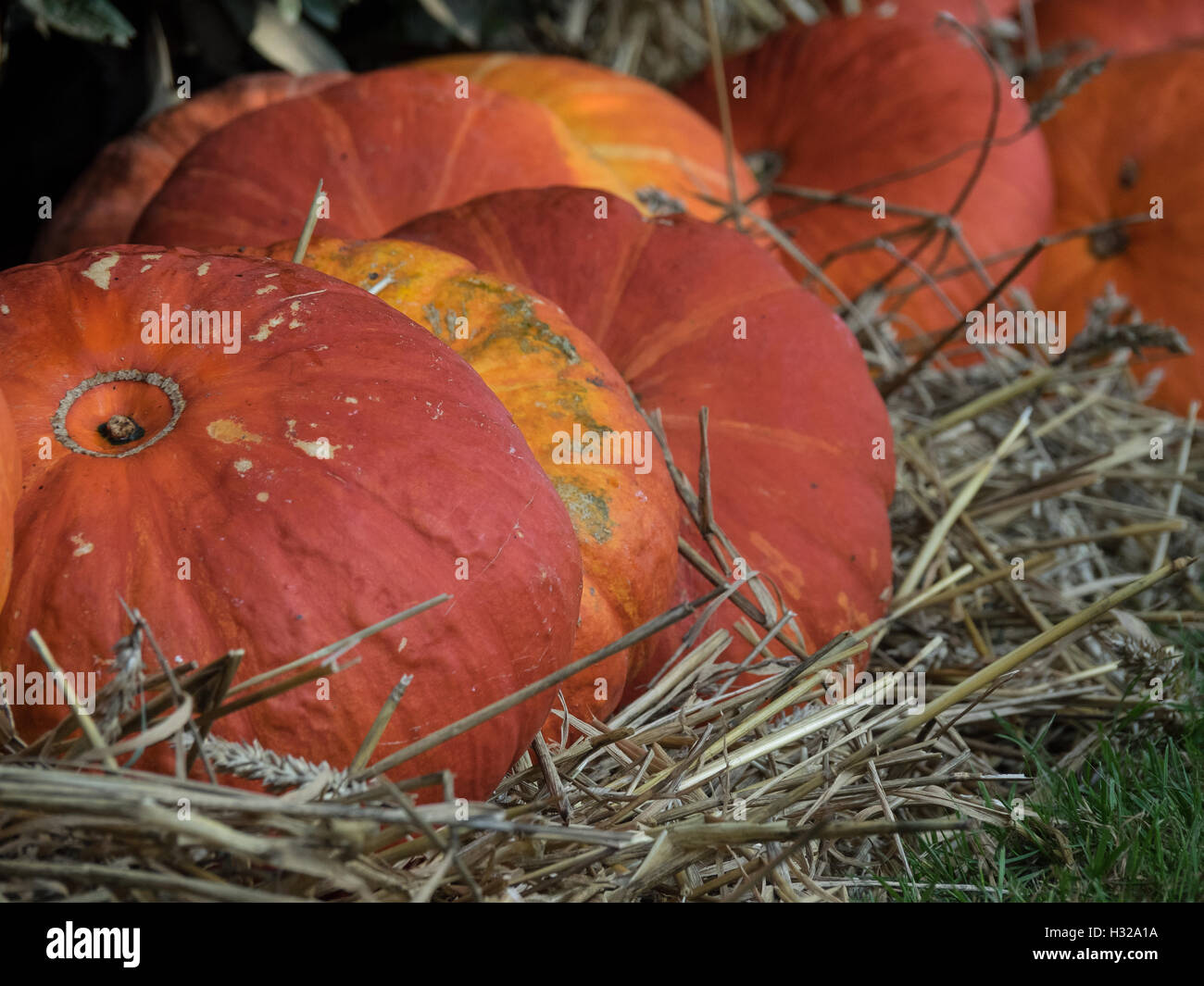 pumpkins in a german garden Stock Photo - Alamy