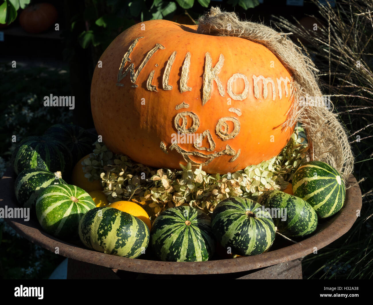 pumpkins in a german garden Stock Photo - Alamy