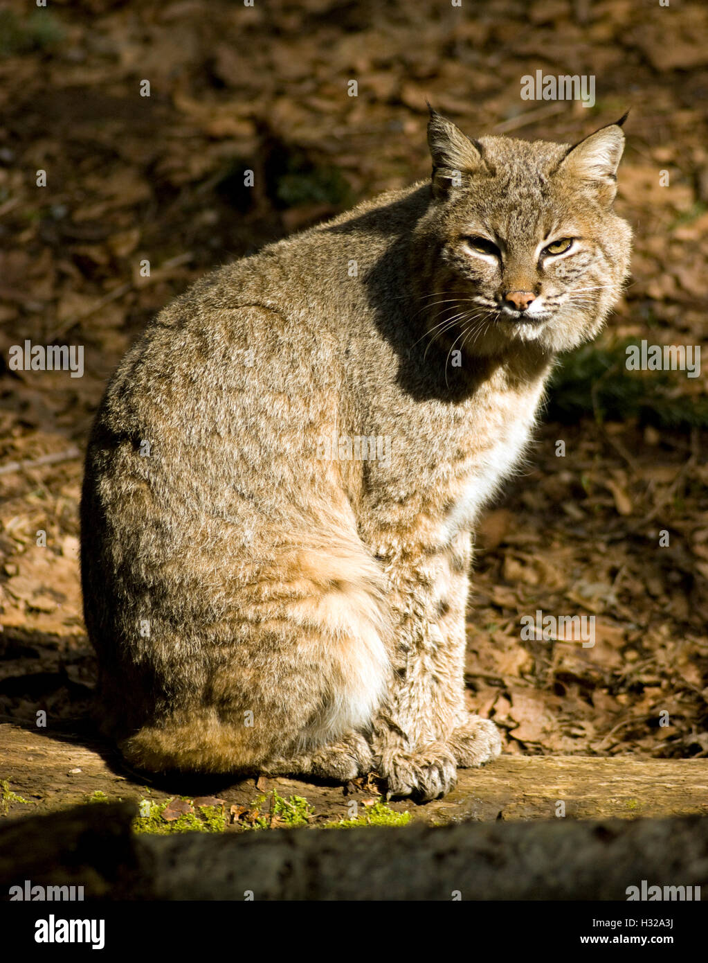 Bobcat sitting hi-res stock photography and images - Alamy