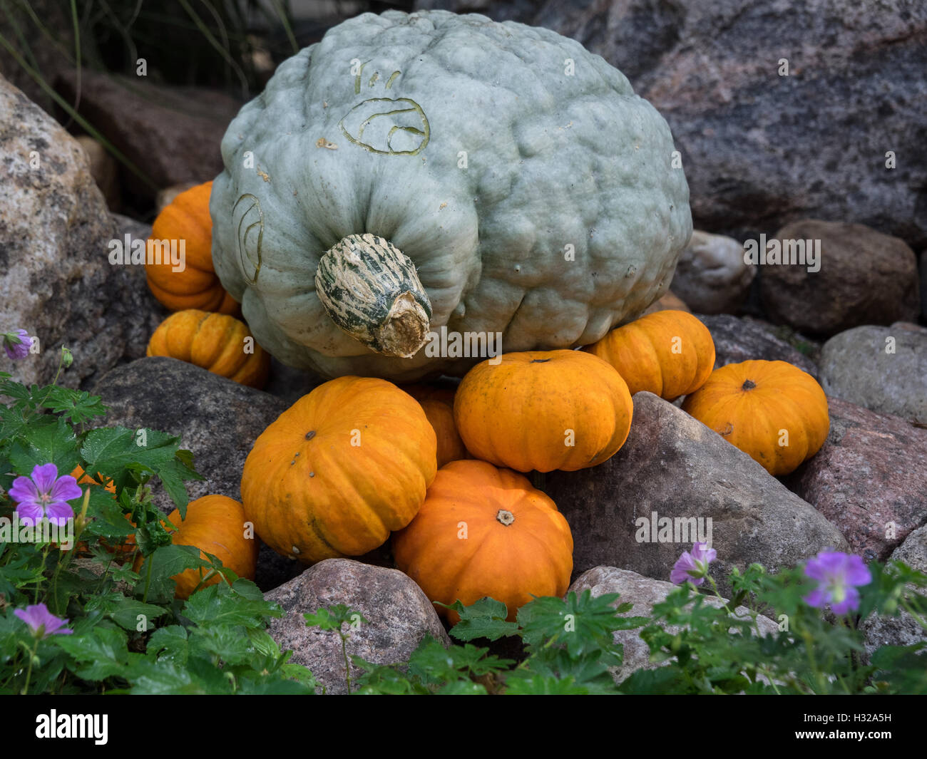 pumpkins in a german garden Stock Photo - Alamy