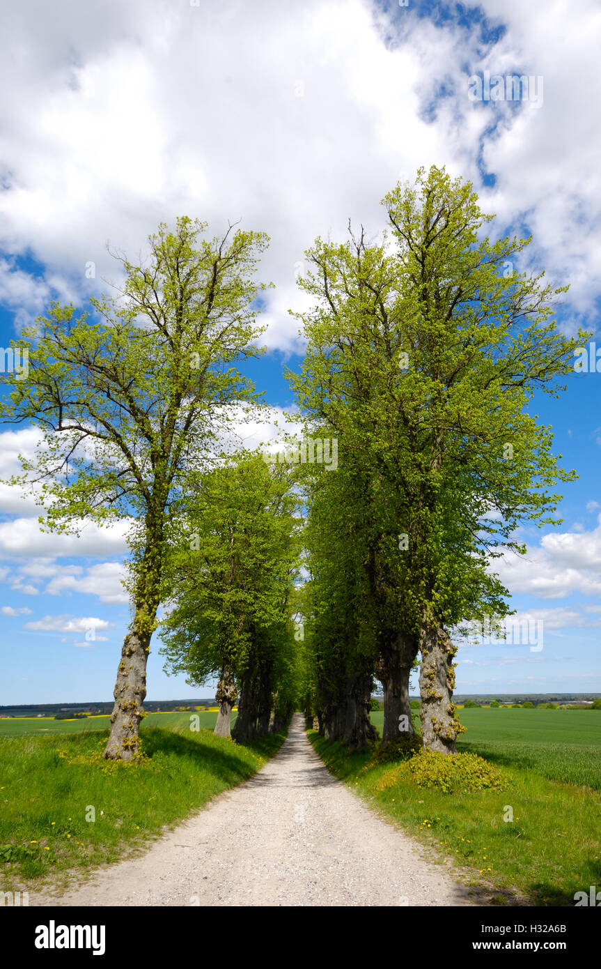 Pathway with trees Stock Photo - Alamy