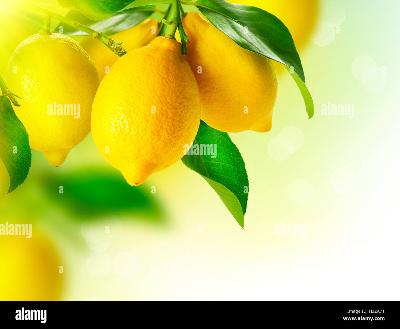 Lemon. Ripe Lemons Hanging on a Lemon tree. Growing Lemon Stock Photo ...