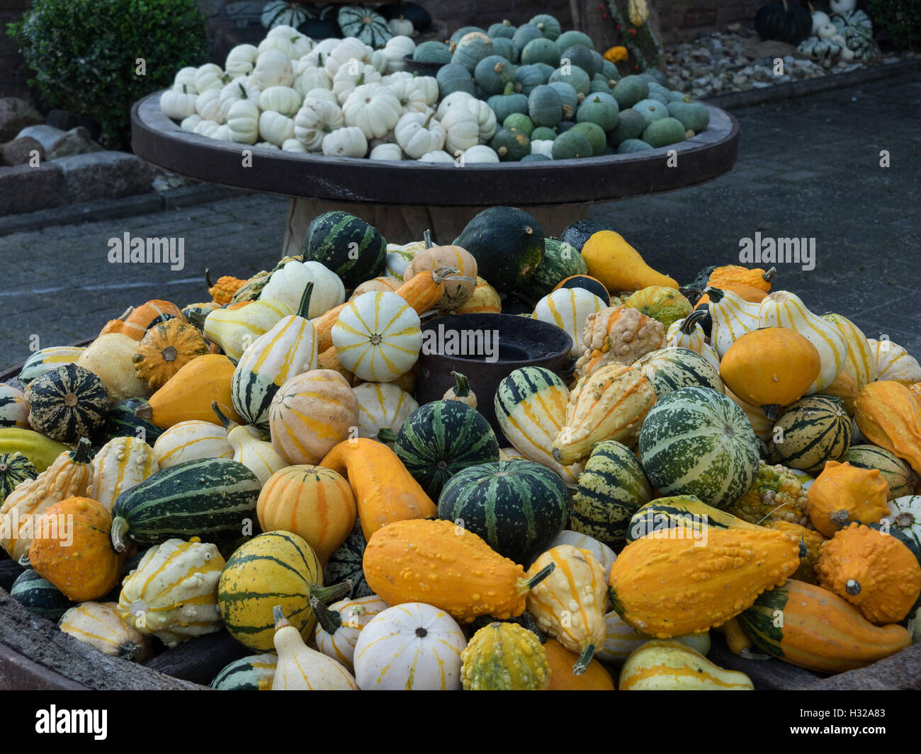 pumpkins in a german garden Stock Photo - Alamy