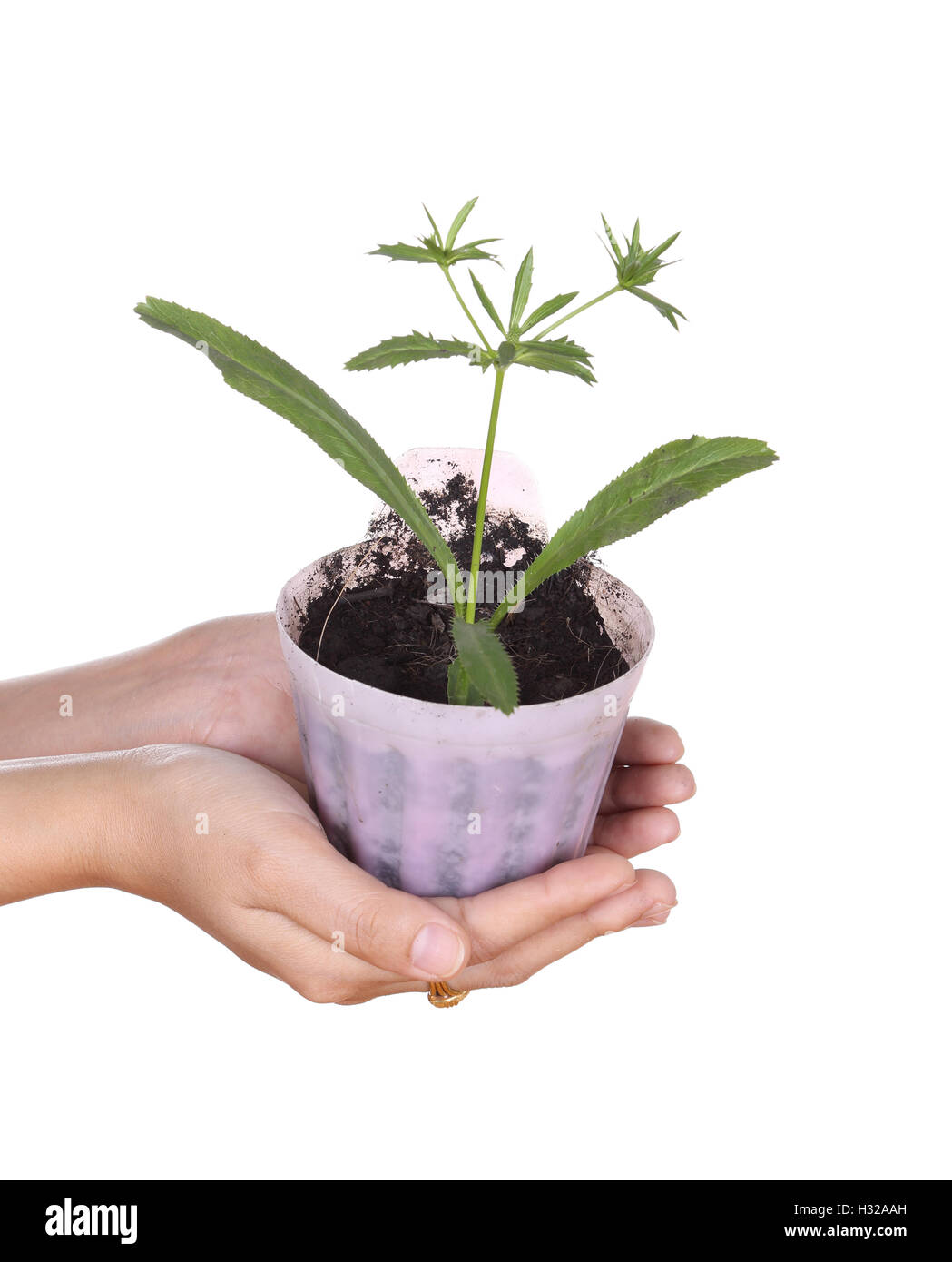 hand with young seedlings of parsley in small pot Stock Photo - Alamy
