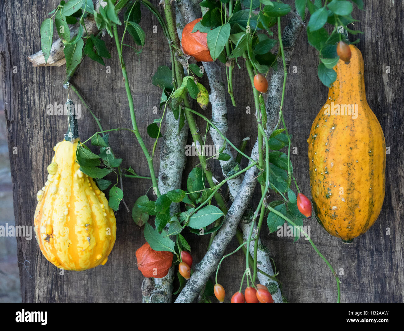 pumpkins in a german garden Stock Photo - Alamy