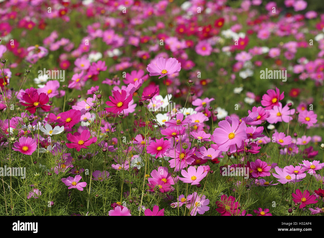beautiful cosmos flower Stock Photo - Alamy
