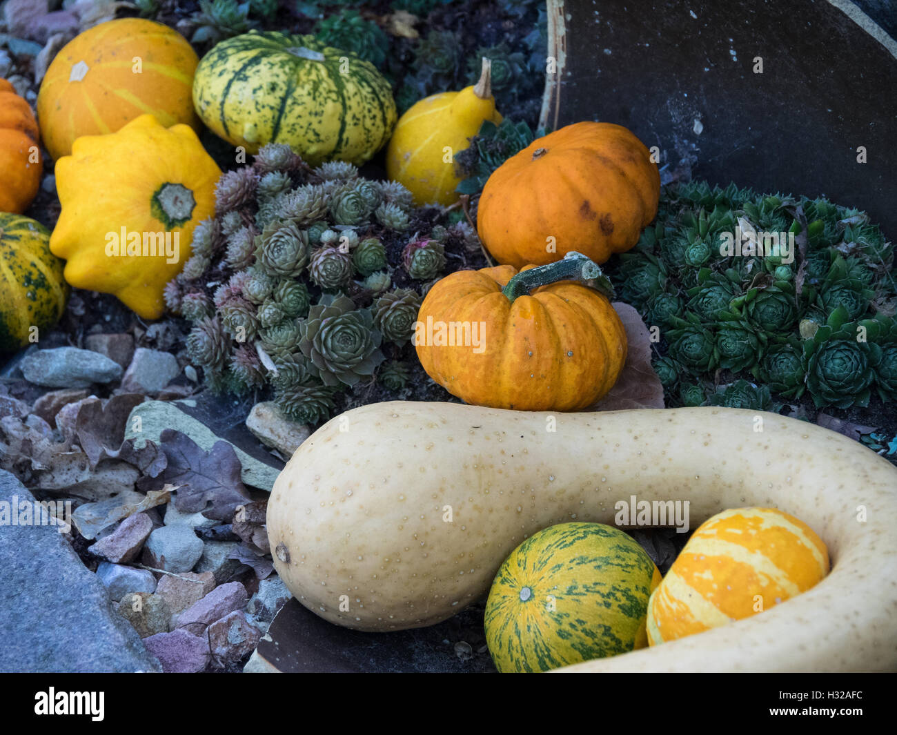 pumpkins in a german garden Stock Photo - Alamy