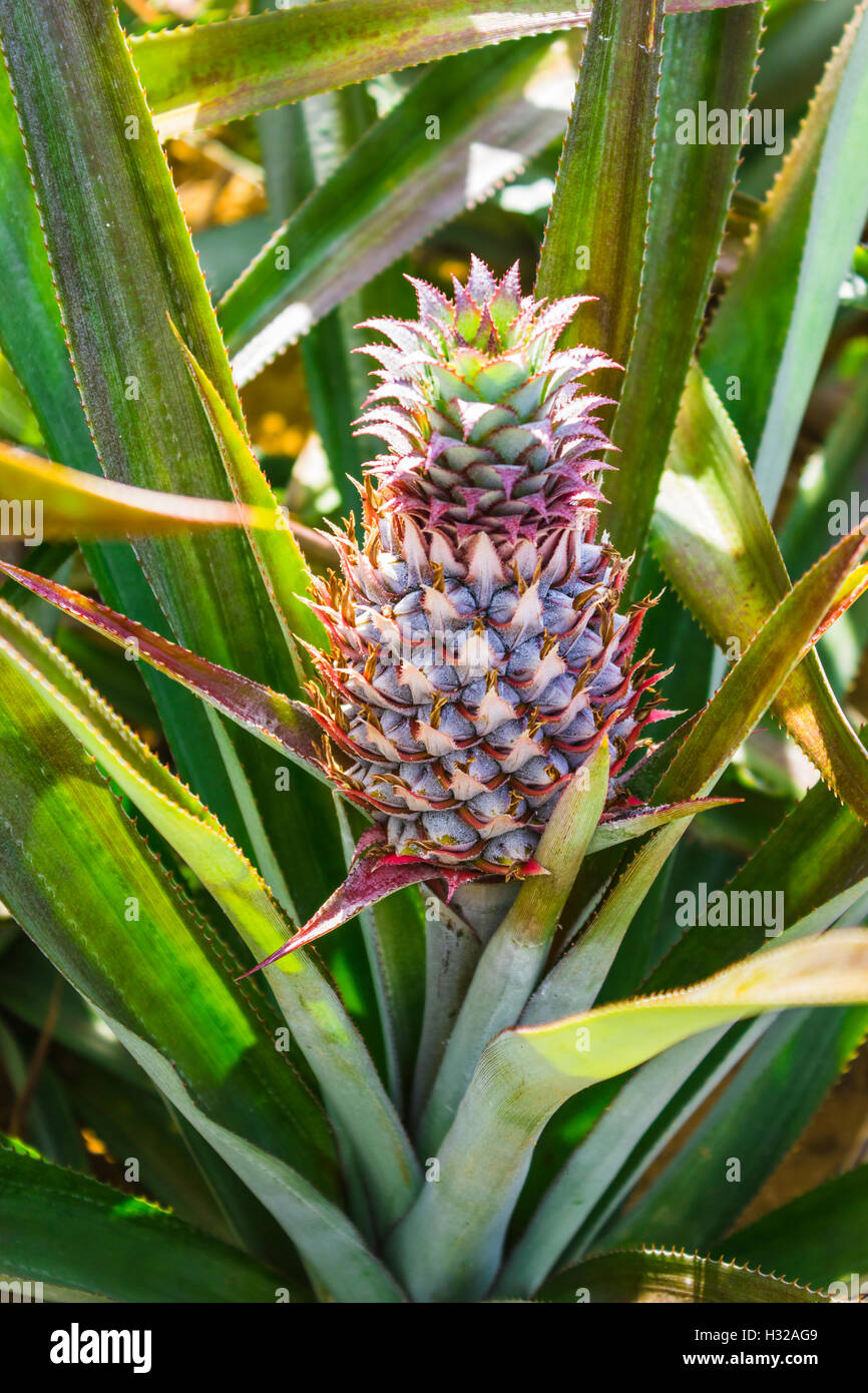 Pineapple bush hi-res stock photography and images - Alamy