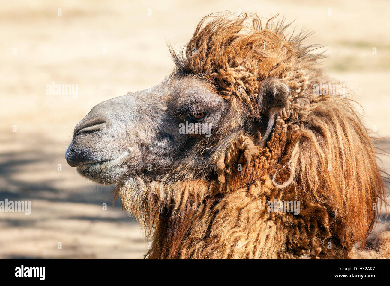 Head of a camel hi-res stock photography and images - Alamy