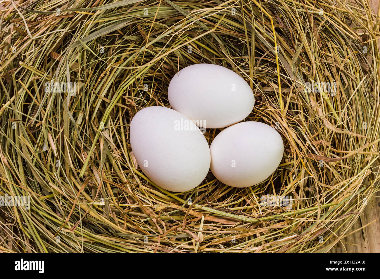 Nest with Easter eggs Stock Photo - Alamy