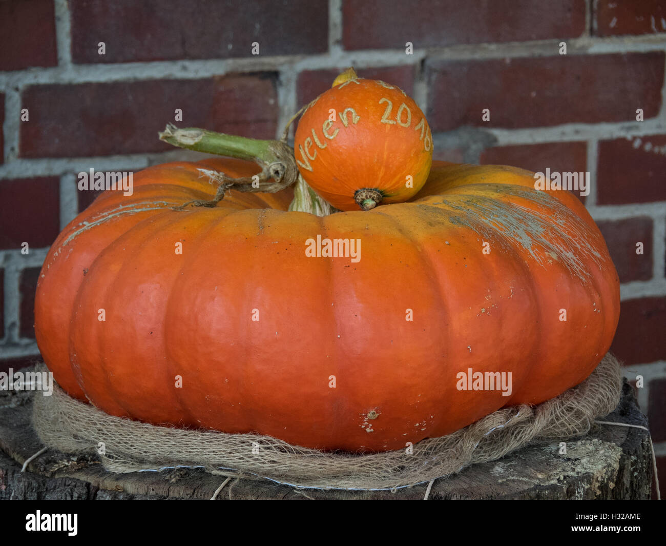 pumpkins in a german garden Stock Photo - Alamy