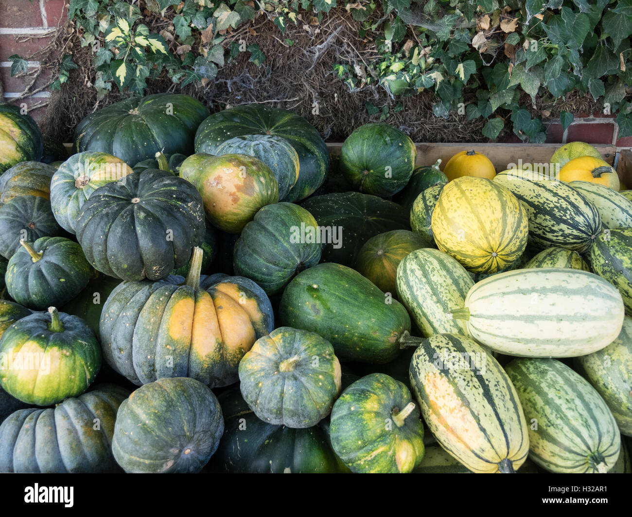 pumpkins in a german garden Stock Photo - Alamy